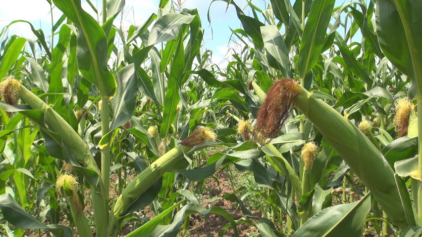 Stock video of corn field, cultivated land, cereals, maize | 4864460 ...