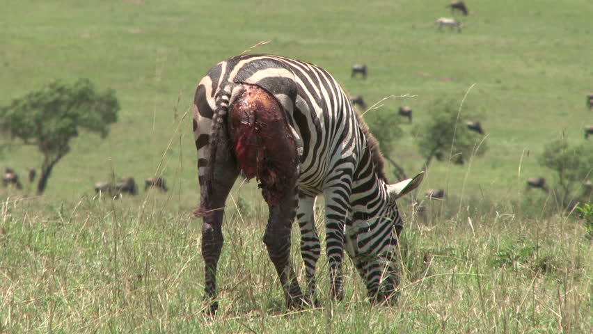 Stock video of a very wounded zebra. | 4922270 | Shutterstock