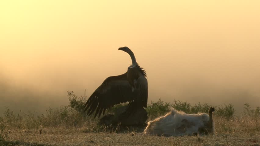 Vultures Eating Carcass in the Stock Footage Video (100% Royalty-free ...