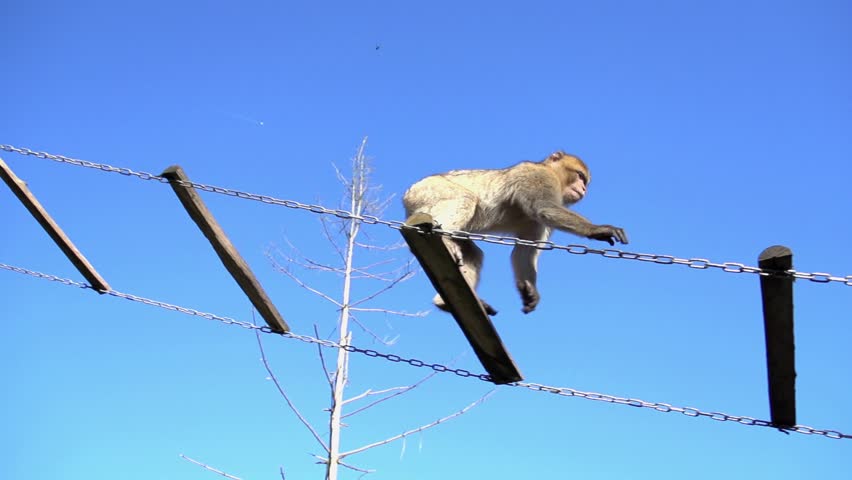 Stock video of apes. monkey. chimpanzee. running climbing. slow ...
