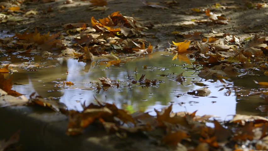 Stock video of fallen autumn leaves in a puddle | 5056130 | Shutterstock