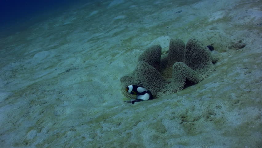 Panda Clownfish (amphiprion Polymnus) Taking Stock Footage Video (100% ...