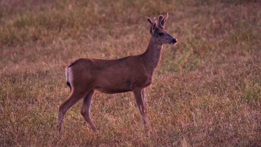 Stock video of deer looks at camera | 5068370 | Shutterstock