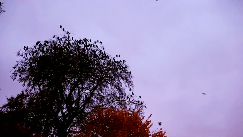 A Flock Of Birds Flying Away From The Tree Stock Footage Video 4507901 ...