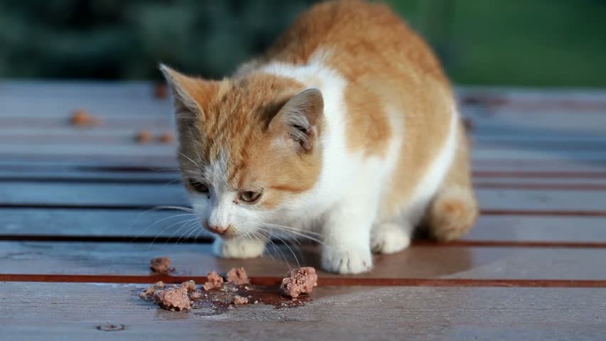 Cat Eating Cat food image - Free stock photo - Public Domain photo ...