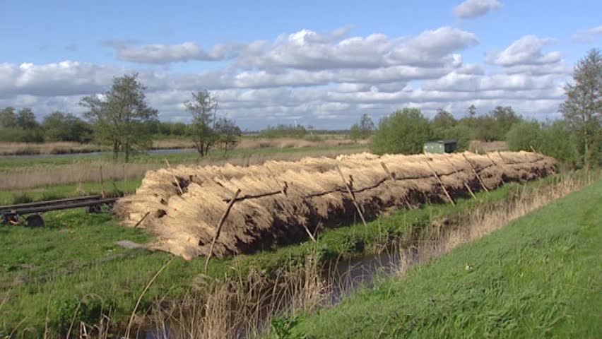 Dutch Peat Bog Landscape. Reed Cultivation In Weerribben-Wieden ...