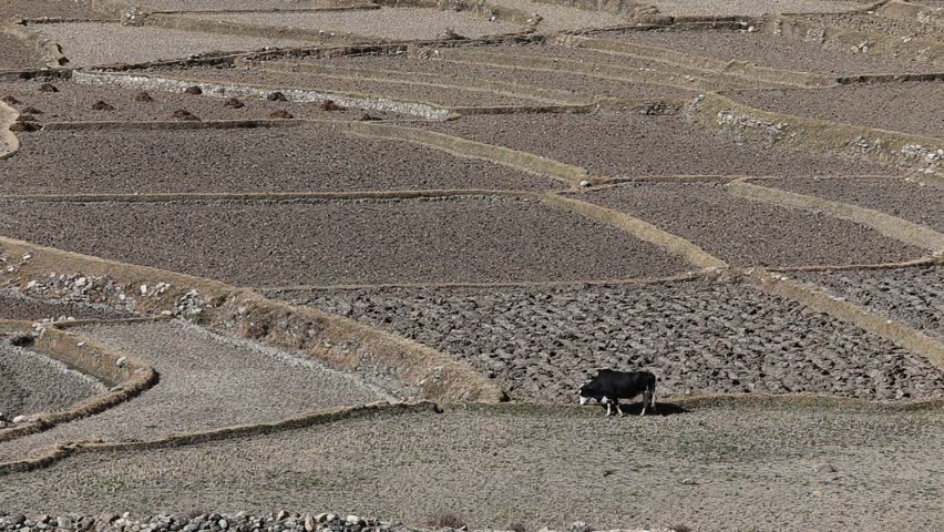 Cattle in Dried Terrace Rice Stock Footage Video (100% Royalty-free ...