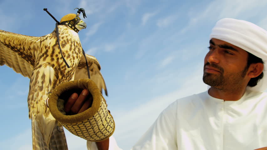 Stock video of portrait bird of prey in falconry | 5318840 | Shutterstock