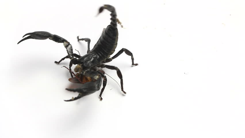 Black Scorpion Eating Insect Stock Footage Video 5402342 | Shutterstock