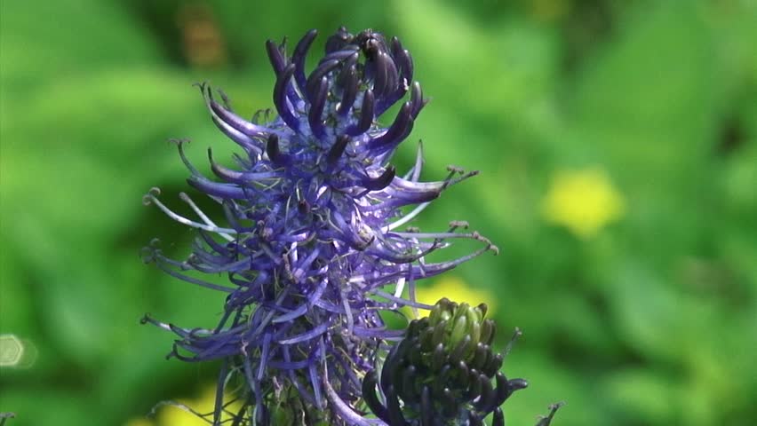 Stock Video Clip of Black Rampion, Phyteuma nigrum, blooming - close ...