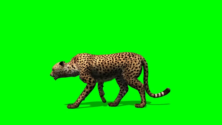 Cheetah Animal Walk Animal Green Screen Video Footage Stock Footage ...