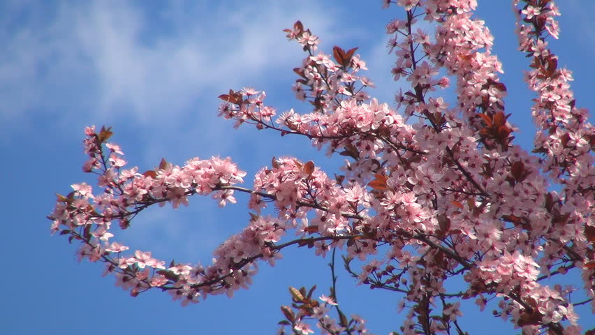 Stock video of blooming trees orchard, spring fruits flowers, | 5470730 ...