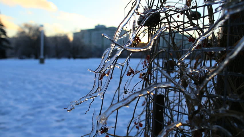 Icicles On Tree Branches in Stock Footage Video (100% Royalty-free ...
