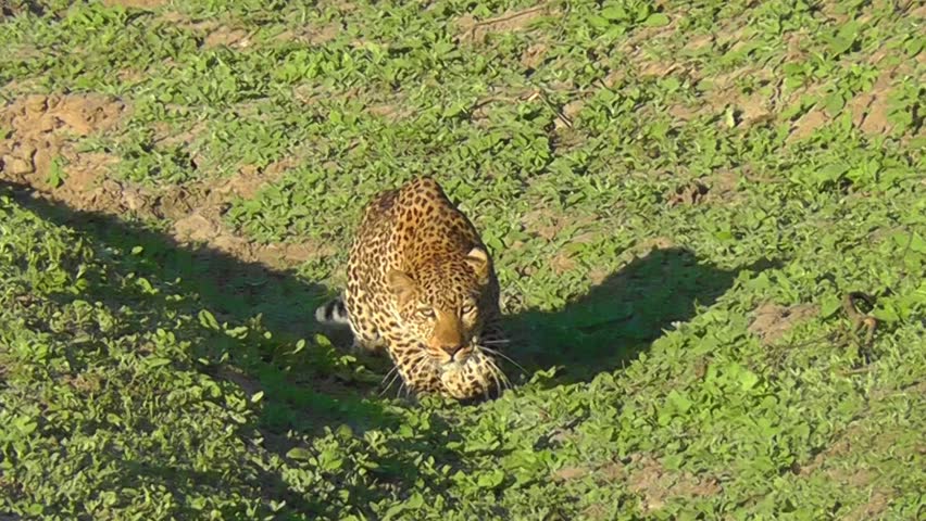 Slow Motion of Leopard Walking Stock Footage Video (100% Royalty-free ...
