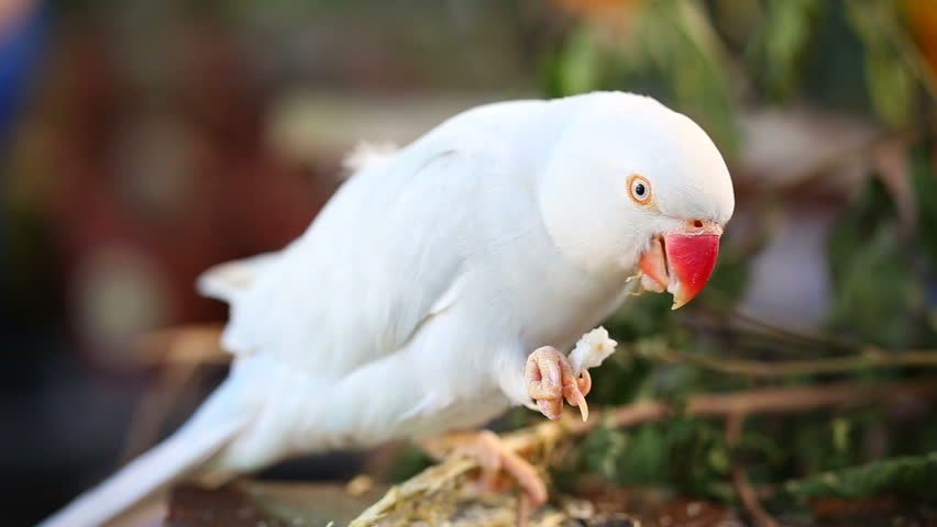 White Sun Conure Parrot Stok Video Klip 5475797 | Shutterstock