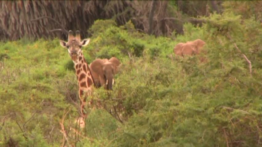 African Savannah Ecosystems Giraffes