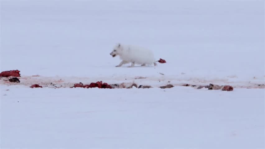 Arctic Fox Chews a Caribou Stock Footage Video (100% Royalty-free ...