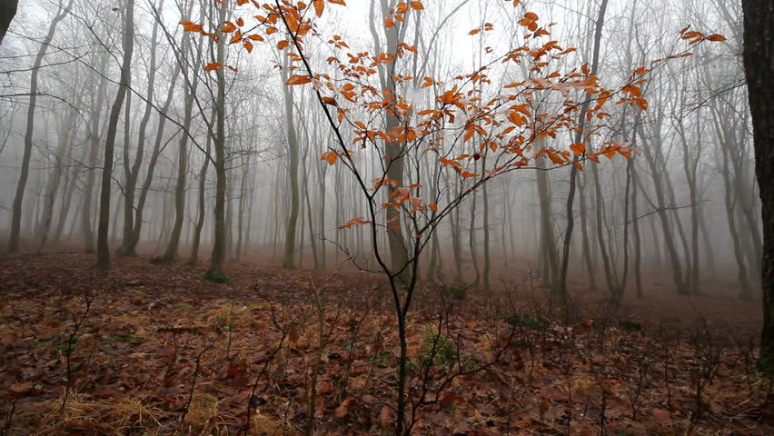 Stock video of little red tree in the autumn | 5600150 | Shutterstock