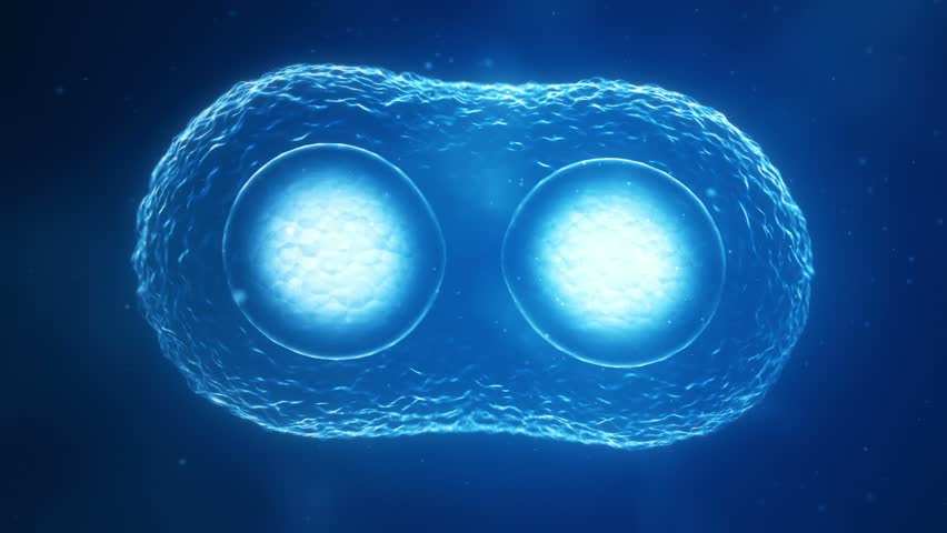 Cells Dividing Stock Footage Video (100% Royalty-free) 5628560 ...