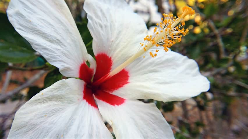White Hibiscus Flower Blossom in Stock Footage Video (100% Royalty-free ...