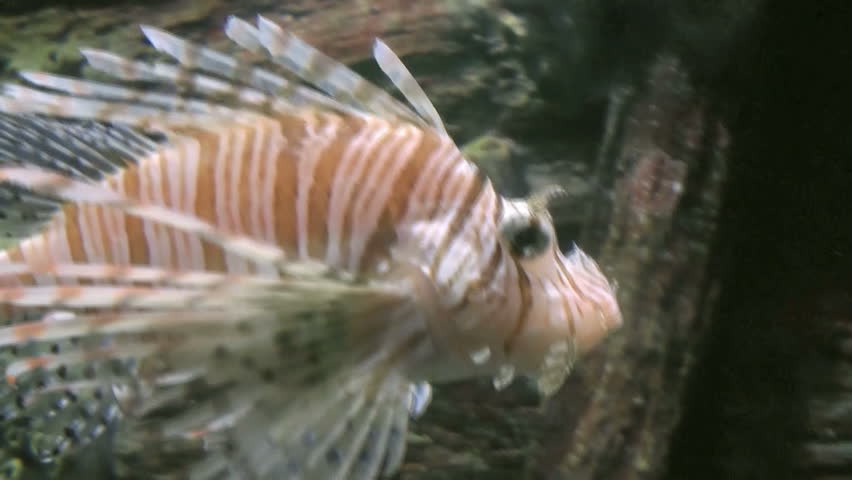 Sea Life - Beautiful Zebra Stock Footage Video (100% Royalty-free ...