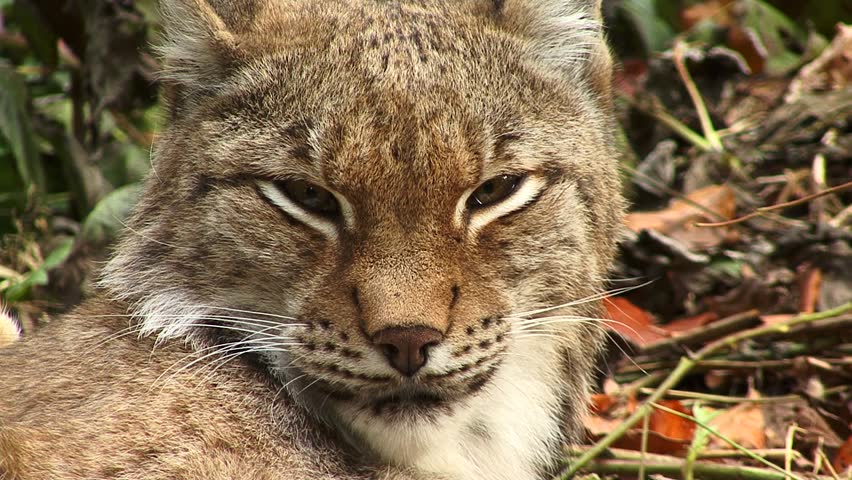 Lynx 4 Stock Footage Video (100% Royalty-free) 5739890 | Shutterstock