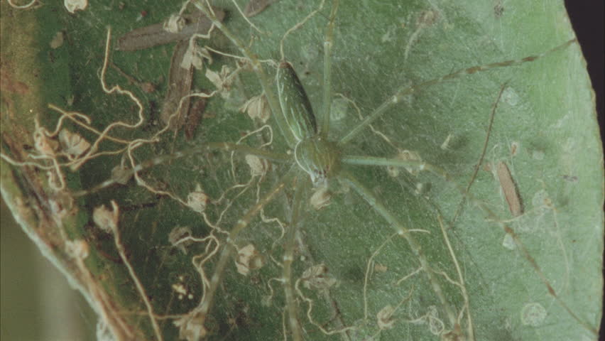 Nanobacterium Motion Inside The Petal Cells Of Dandelion (Taraxacum ...