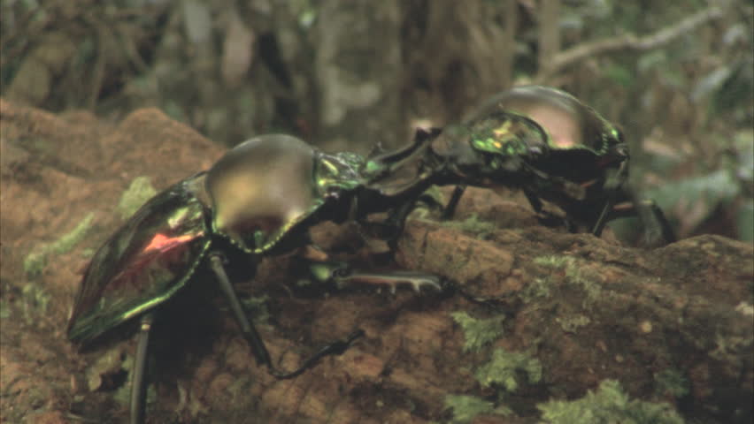 Two Stag Beetles Fighting image - Free stock photo - Public Domain ...