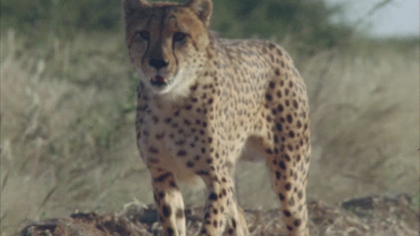 Cheetah Running Stock Video Footage - 4K and HD Video Clips | Shutterstock