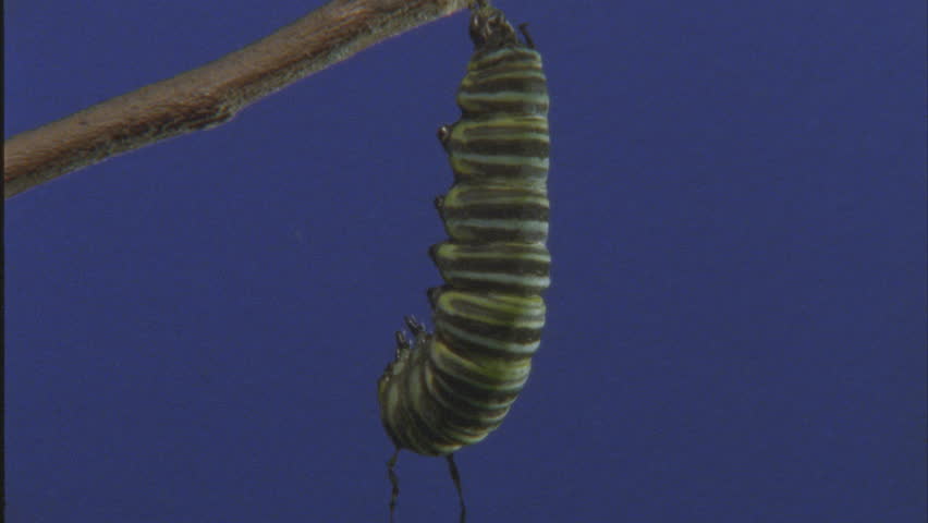 Pupating Caterpillar Chrysalis or Pupa Stock Footage Video (100% ...