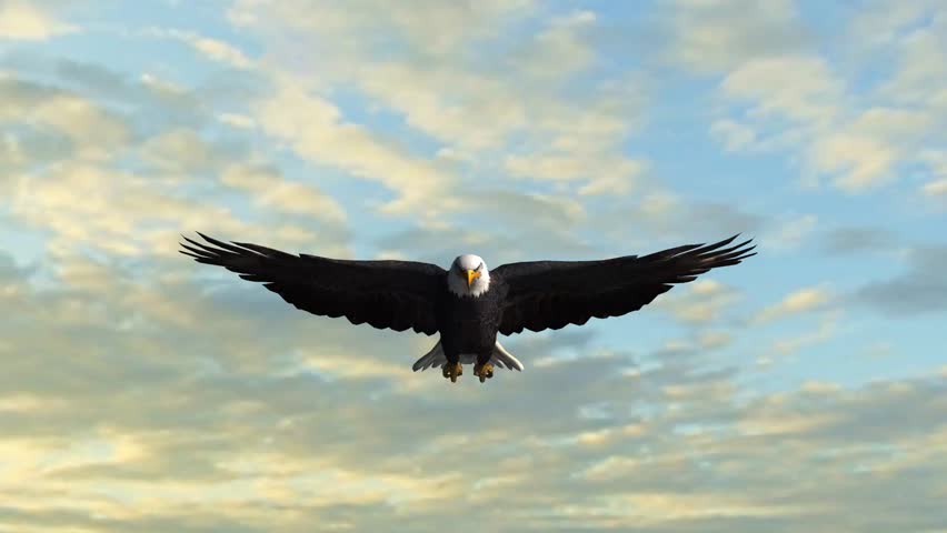 Eagle in Flight image - Free stock photo - Public Domain photo - CC0 Images