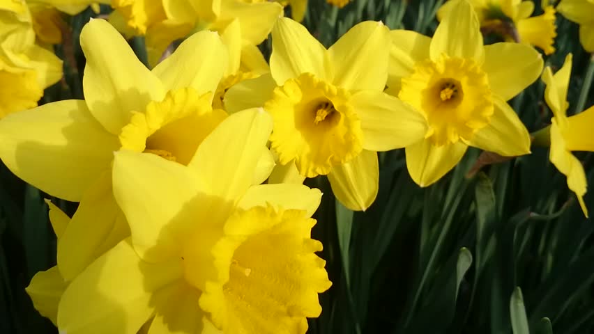Yellow Gladiolus Flower Stock Footage Video 1009741 | Shutterstock
