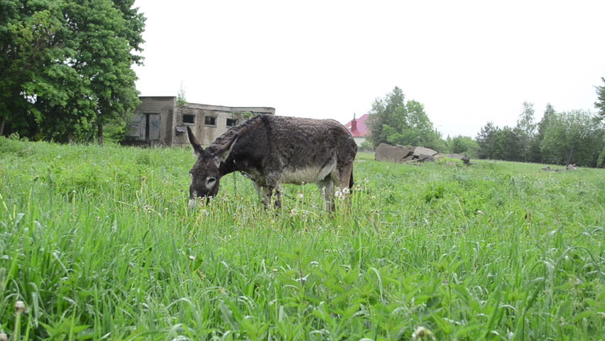 Donkey Animal Tied with Chain Stock Footage Video (100% Royalty-free ...