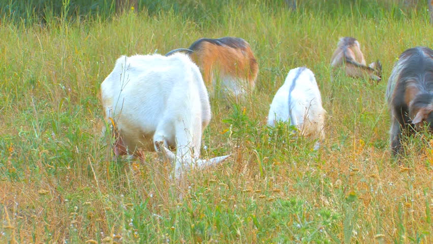 Burmese Herders Leads Cattle Herd Through Amazing Sunset Landscape Of ...
