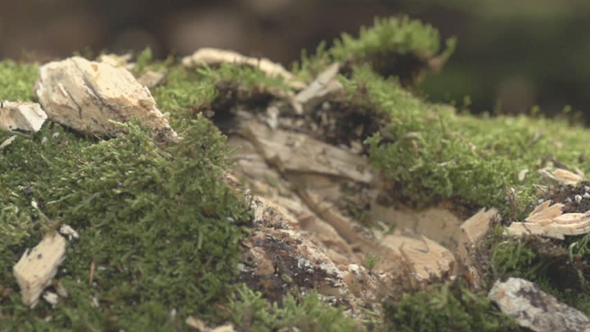 Ax Ramming Into a Tree Stock Footage Video (100% Royalty-free) 6155990 ...