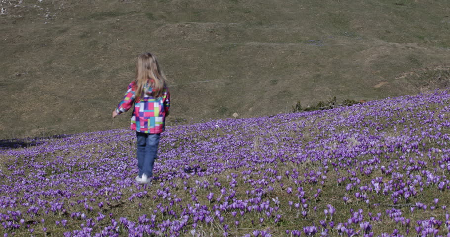 ULTRA HD 4K Happy Child Walking Violet Crocus Flowers On Meadow, Little ...