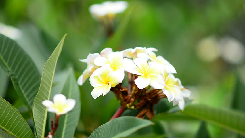 Tropical Flowers Frangipani in Thailand Stock Footage Video (100% ...