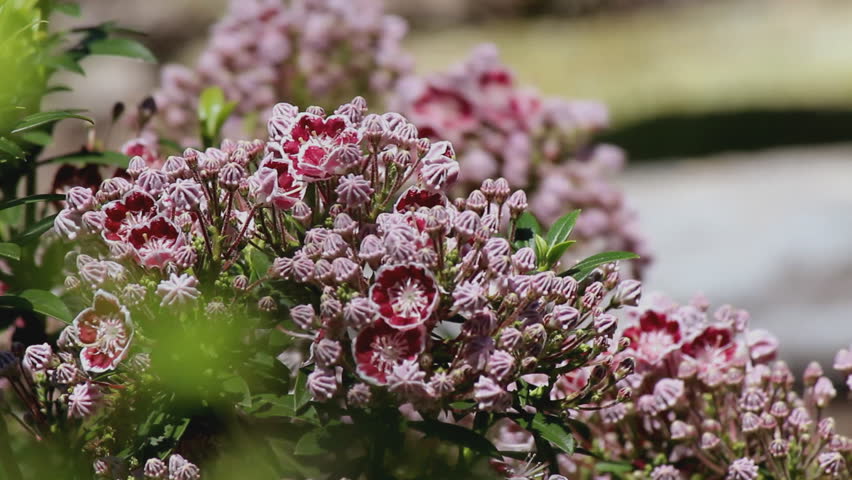 Beautiful Pink Mountain Laurel Flowers Stock Footage Video (100% ...