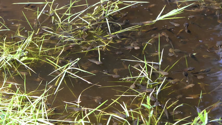 Lily Pads, Along With Other Aquatic Vegetation, Grow On Spindly Stems ...