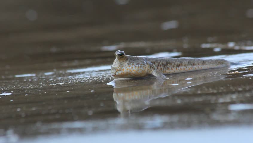 Rock Skipper Fish: Unique Fish Stock Footage Video (100% Royalty-free ...