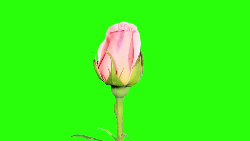 Blooming Green Roses Flower Buds Green Screen, FULL HD. (Rose Super ...