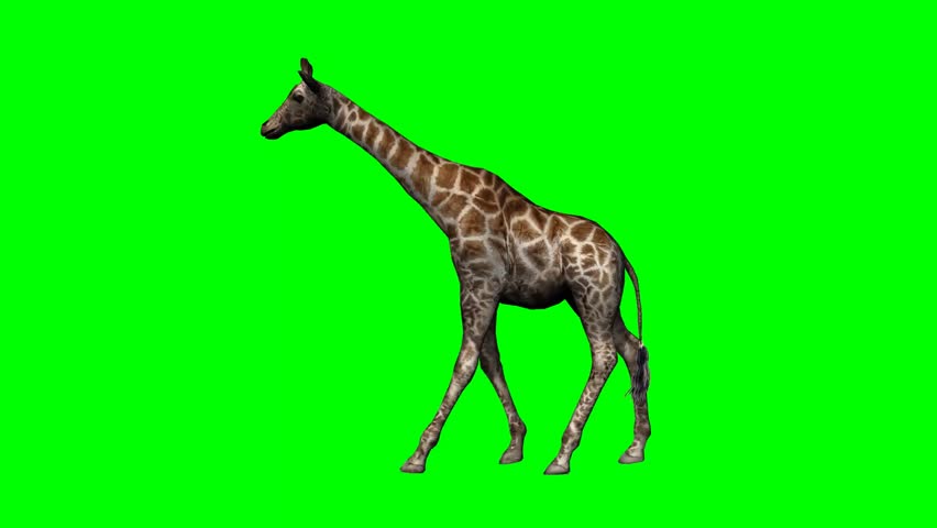 Giraffe Walking - Green Screen Stock Footage Video (100% Royalty-free ...