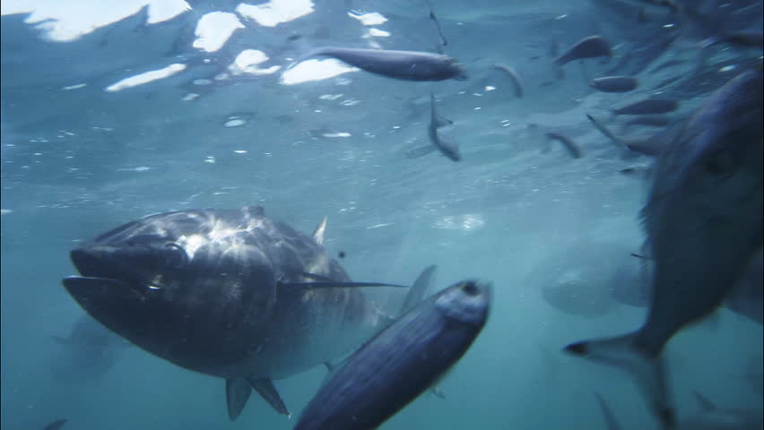 Tuna Attacking During Bait Ball Action, Pacific Ocean Stock Footage ...