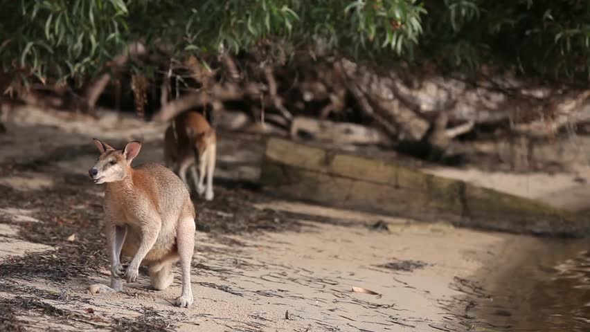 Golden Wallabies Foraging On South Stock Footage Video (100% Royalty ...