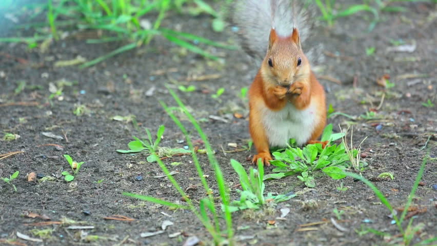 Squirrel Eating Sunflower Seeds On Stock Footage Video (100% Royalty ...