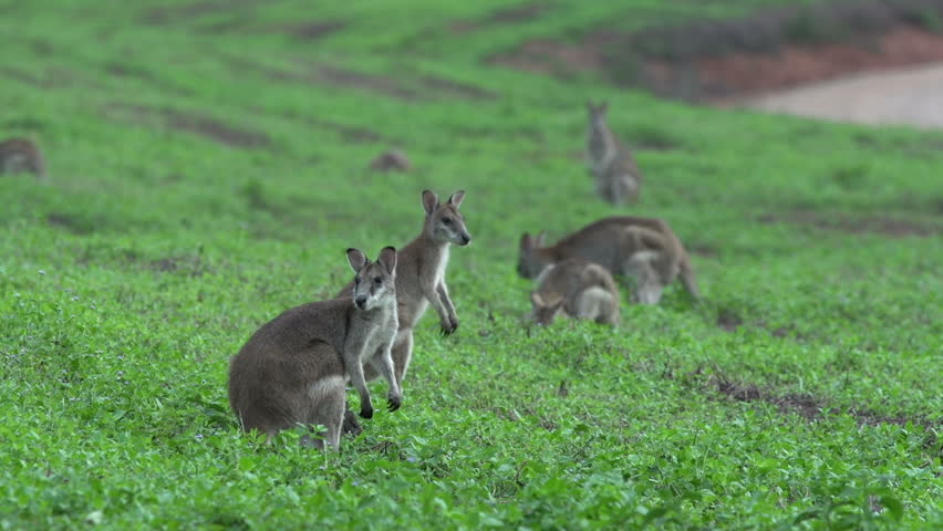 Group of Wallabies On a Stock Footage Video (100% Royalty-free) 6540890 | Shutterstock