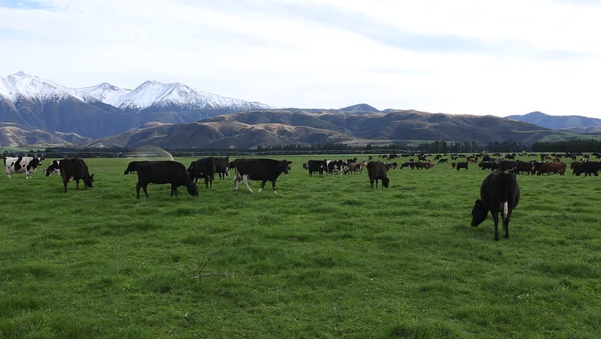 Dairy Cows Grazing On Paddocks Stock Footage Video (100% Royalty-free ...