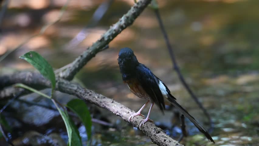 Slender-billed Crow (Corvus Enca) In Palawan Island, Philippines Stock ...