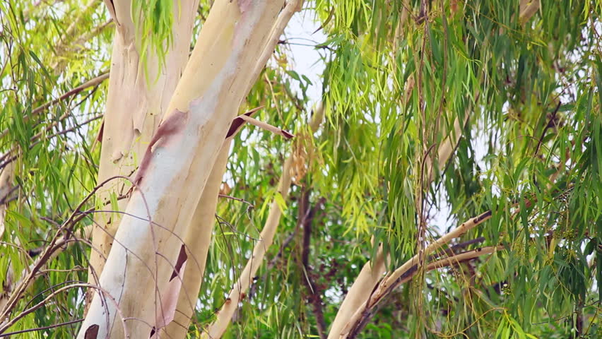 Stock video of eucalyptus tree | 6674210 | Shutterstock
