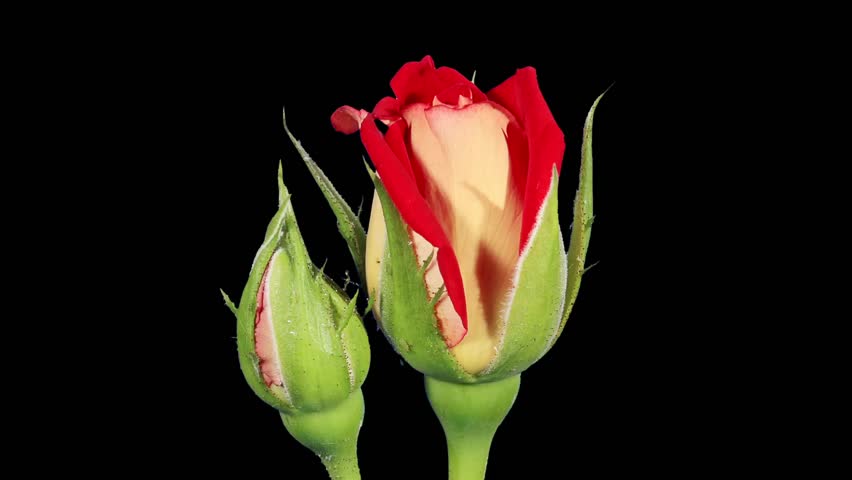 4K. Blooming Red Roses Flower Buds ALPHA Matte, Ultra HD. (Rose New ...